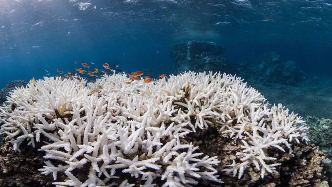 5 Netflix Documentaries to Educate Yourself on the Environment - Form - US